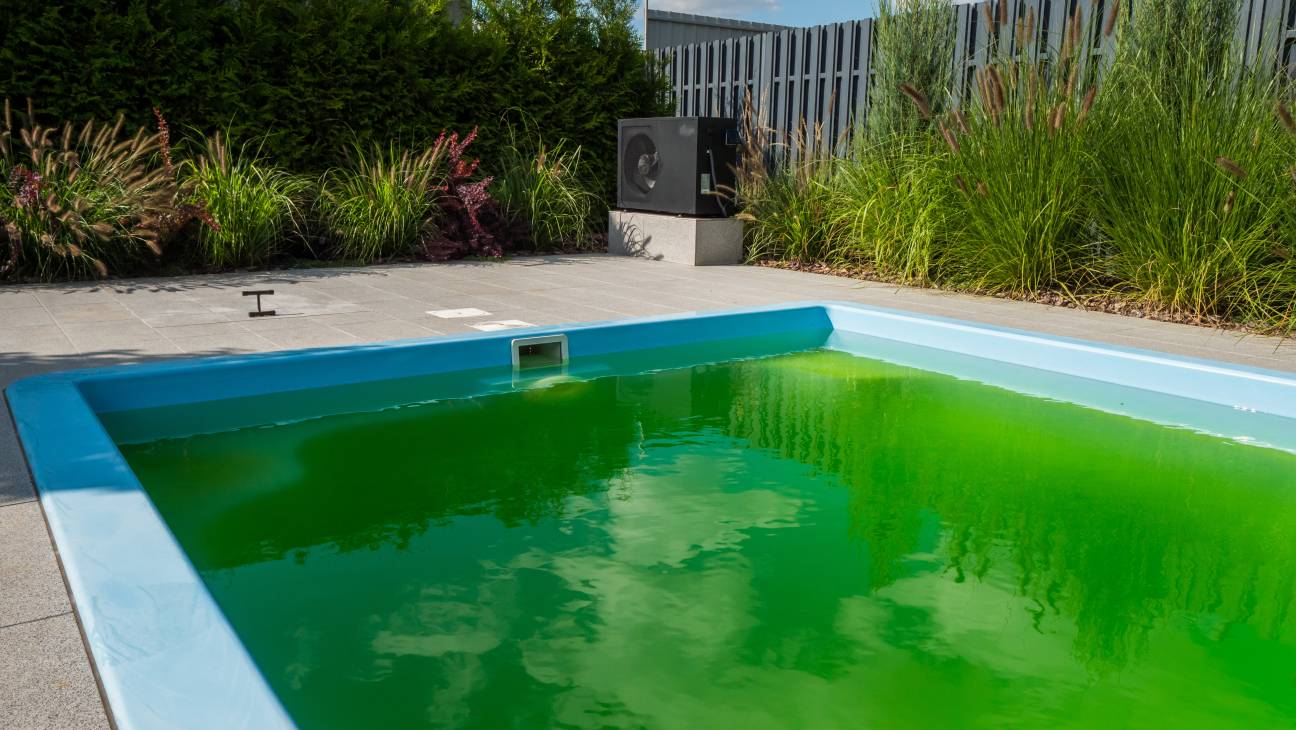 Understanding and Managing Pool Algae - kyomizu